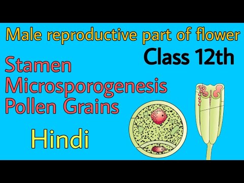 Stamen microsporangium and pollen grains class 12th by be educated in hindi