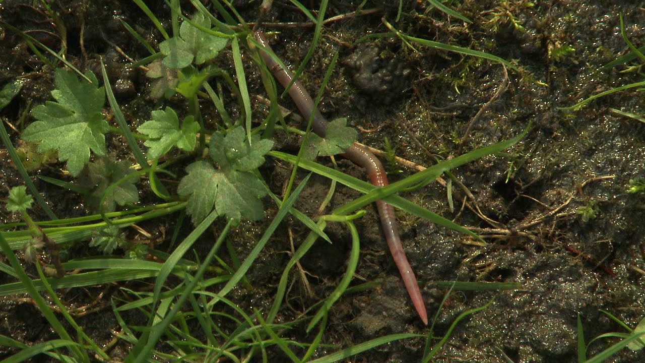 Earthworms: humble underground heroes | Natural History Museum