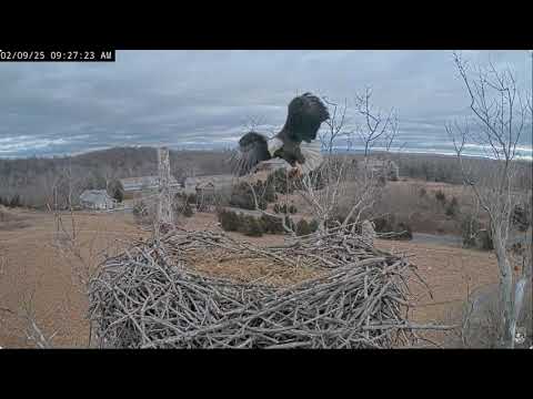 Feb 9 2025 - Scout Prey Delivery - Squirrel or Possibly a Possum - NCTC Bald Eagle Nest
