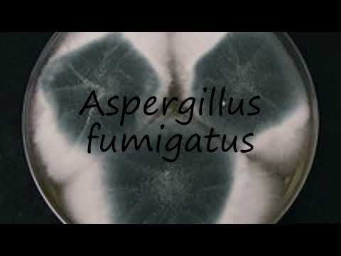 How to pronounce Aspergillus fumigatus in English?