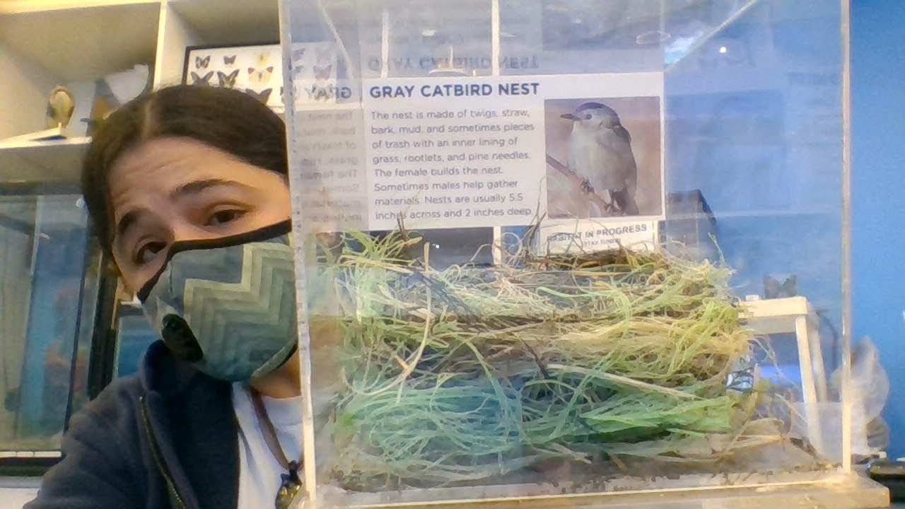 Virtual Open Hours: Birds