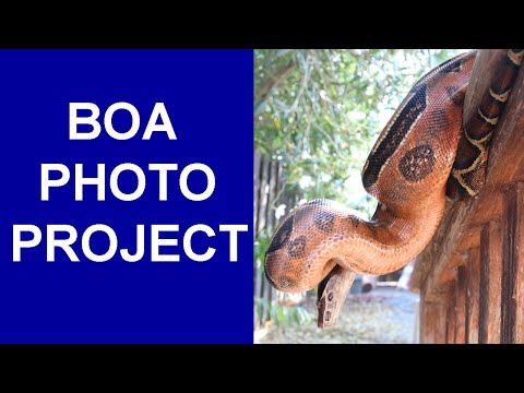 Boa Constrictor Photo Project