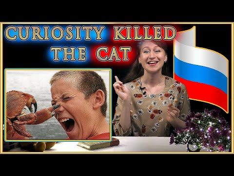Idioms Comparison - Curiosity Killed The Cat [See More Videos Like This On Boosty]