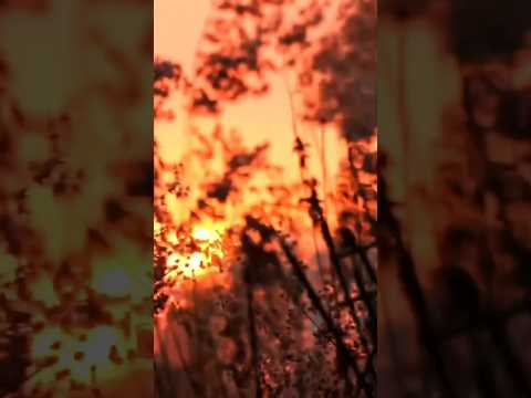 Surah AT-TAKWIR ❤️ Heart Soothing Recitation Ayat 15-20 #quran #quranrecitation #attakwir