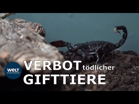 SCHLANGEN, SKORPIONE & CO.: Haltung tödlich giftiger Tiere in NRW verboten