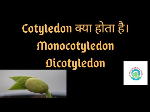 What is cotyledon | types of Cotyledon | science learning academy 👍 by Neha Ma'am
