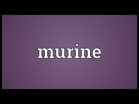 Murine Meaning