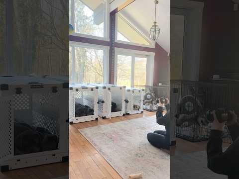 THE BEST DOG CRATES EVER! Use code TSTARCHDOG for 15% off Impact Dog Crates 🐶🤍🐾