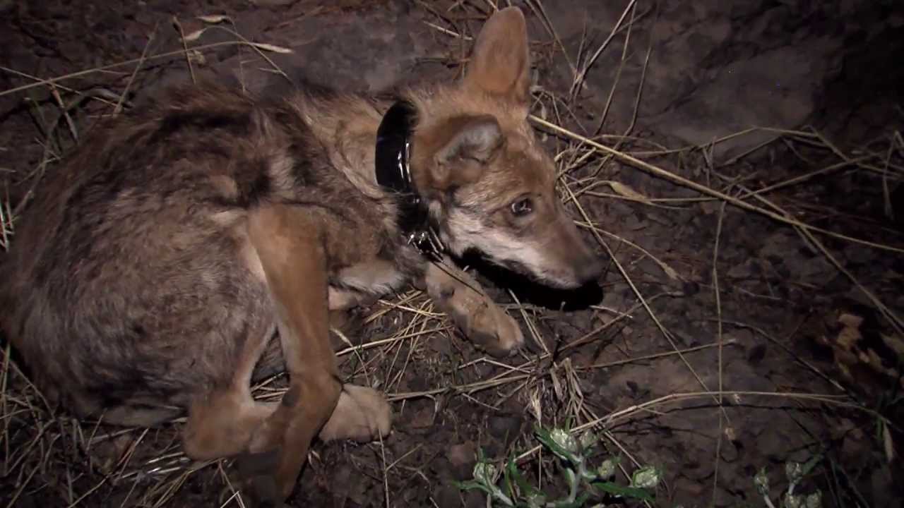 Mexican Gray Wolf Study