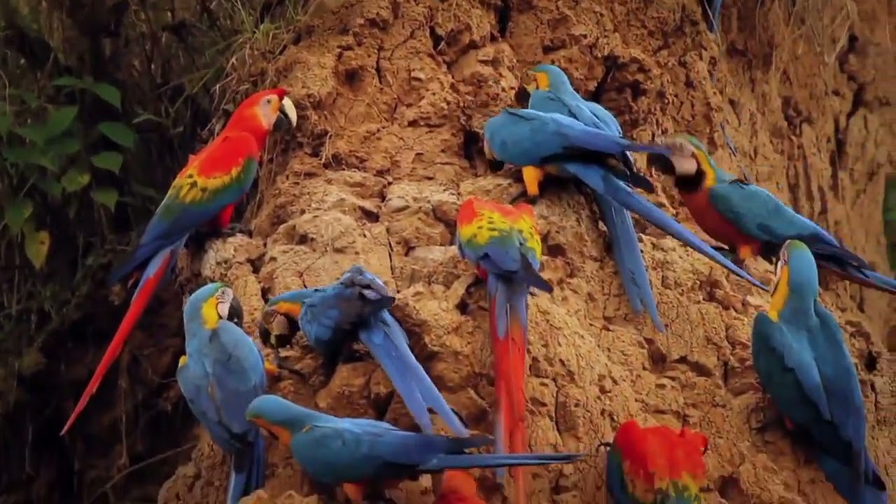 Documentaire sur les perroquets aras / la vie sauvage naturelle (la vie dans la jungle des grands...