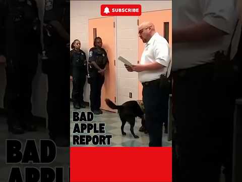 DAILY BAD APPLES