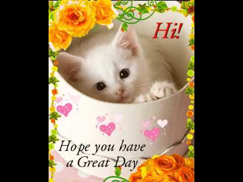 Cute cat gif