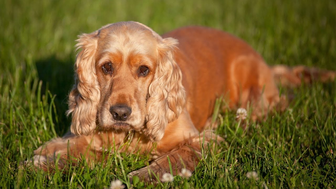 Cocker Spaniel vs Jack Russell Terrier A Detailed Comparison of Two Feisty Breeds