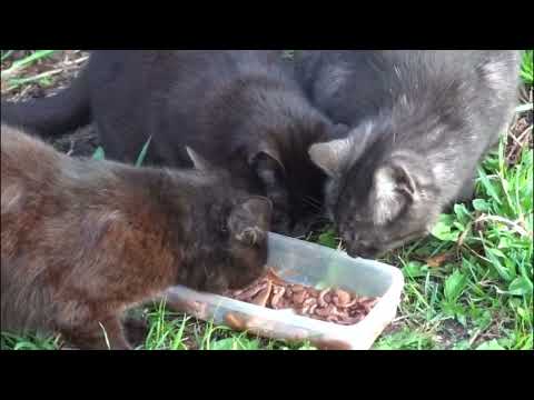 Ukraine's Stray Cat Crusader Feeding the Forgotten
