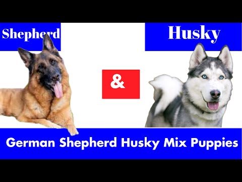 The Best Of Both Worlds! German Shepherd husky mix puppies