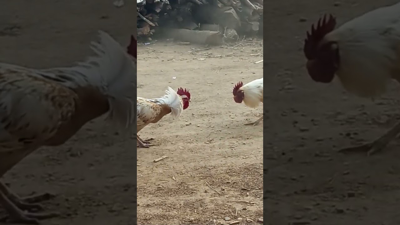 cock fighting#cockfighting