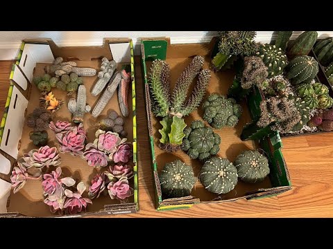 1/6 unbox: Rainbow, Astro, monadenium, abdelkuri, tephro, hoodia, Wilcoxia poselgerii, horwoodii