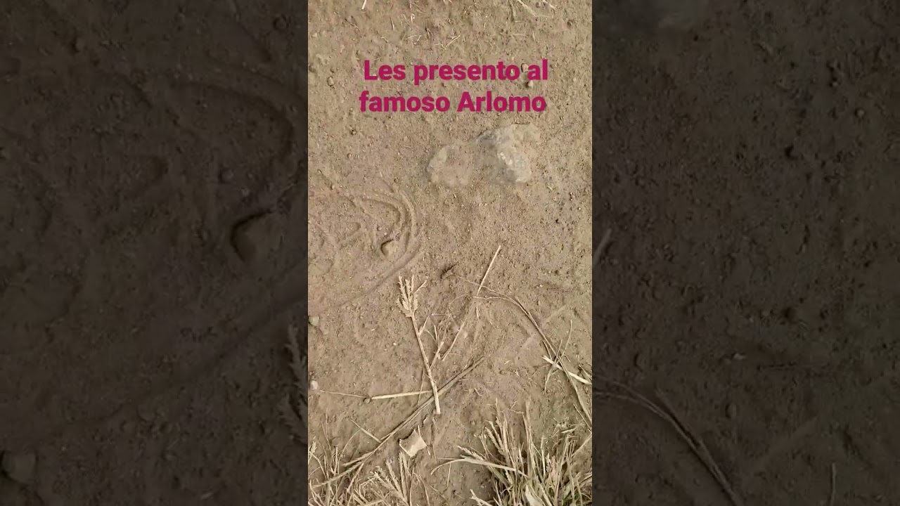 Meet the famous Arlomo