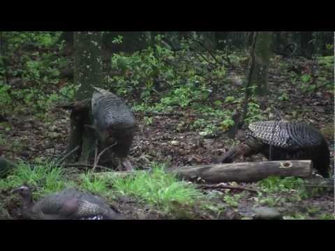 Episode 3 Spring Turkey PA - Canada Moose Hunt - TripleMAG