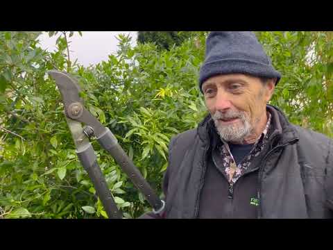 Cutting Back Allows Other Plants to Grow