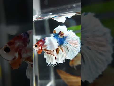 Premium Quality Betta Fish For Auction | Betta Fish | Exotic Breed | Aqua dn |