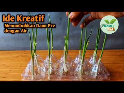 Cara Menumbuhkan Daun Pre dan Bawang Menggunakan Air dan Wadah Botol ...