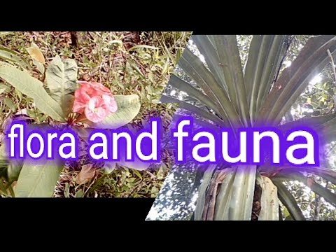 flora and fauna