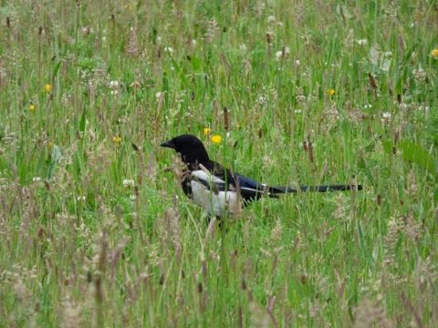 What is a group of Magpies called?