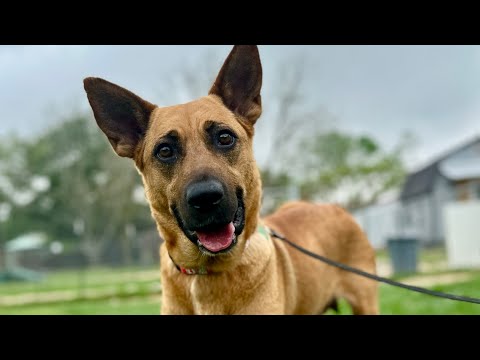 Dog for adoption - Ginger The Sweetest Soul, a Carolina Dog & Labrador ...