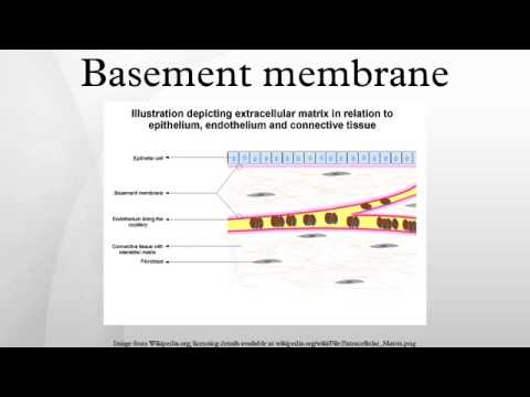 Basement membrane