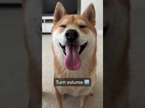 Dog Burps Loudly ๐ณ