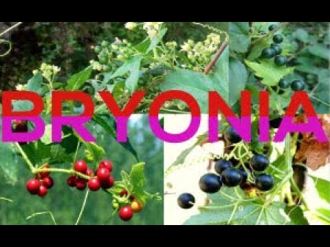 Bryonia Alb| Bryonia| Bry: Homeopathic Remedy For Practitioner Part1 (Synonyms, Generalities & Mind)