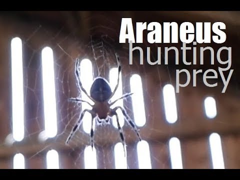 Feeding a Wild Cross Spider [Araneus diadematus] + music (not mine)