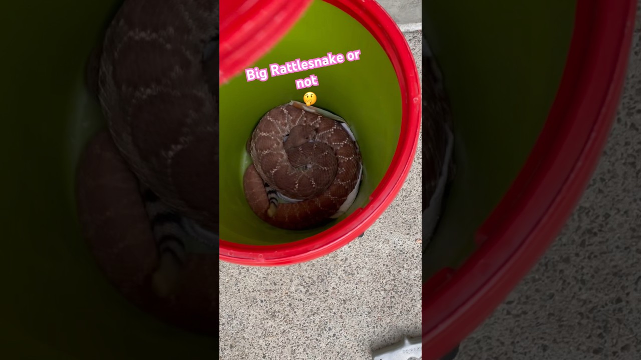 Huge Rattlesnake 🐍 Size Matters
