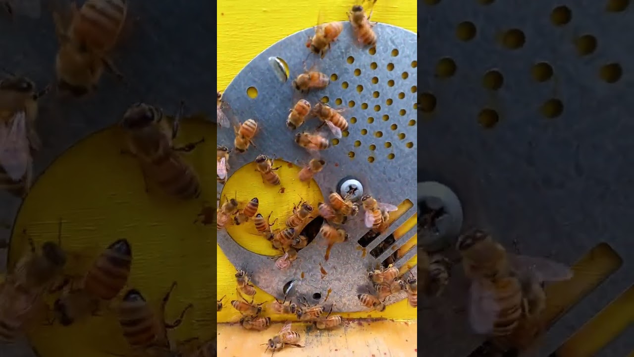 Queuing to enter and exit 🐝 😄