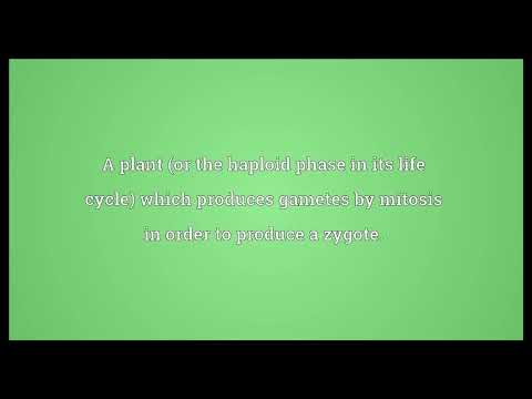Gametophyte Meaning