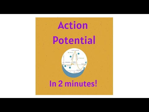 Action Potential in 2 minutes!
