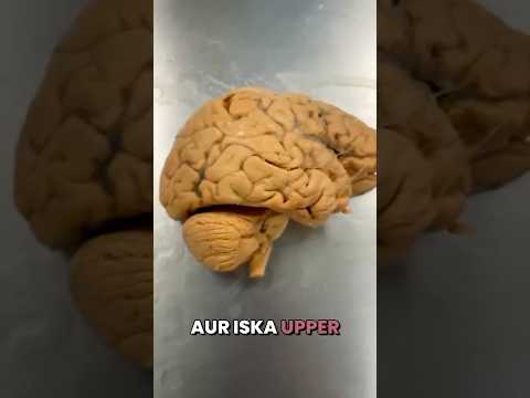 The Brain, Cerebellum, and Muscle Memory #shorts