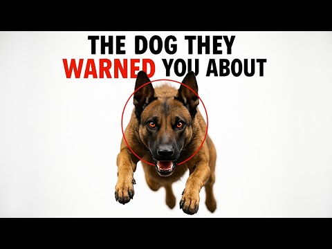 The Belgian Malinois They Tried to Keep Secret…