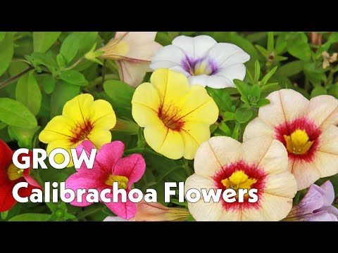 Grow Calibrachoa Flowers