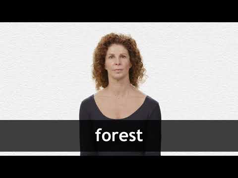 How to pronounce FOREST in American English