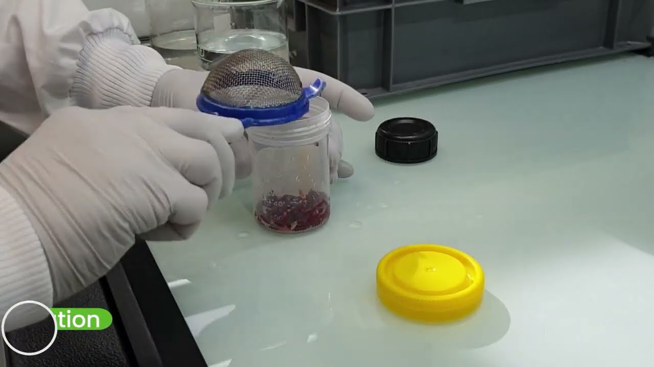 ISTA Tetrazolium Testing of Sunflower Seeds