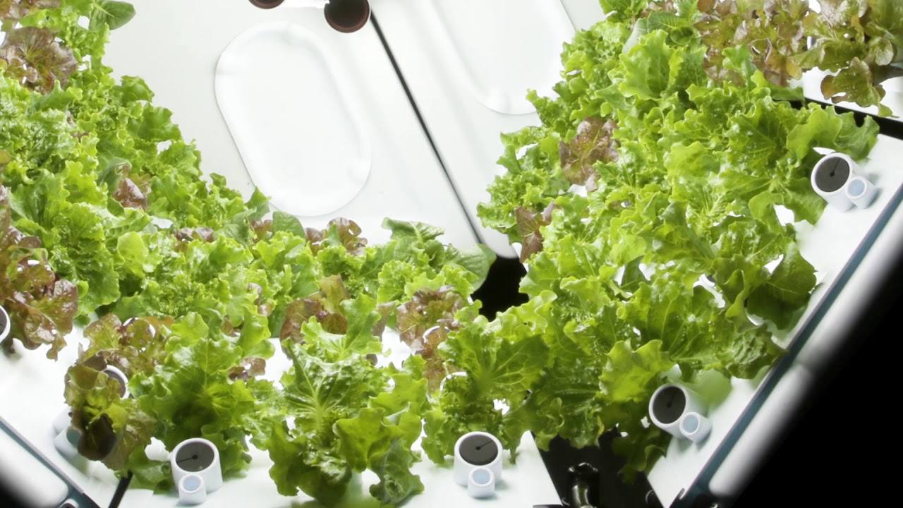 Flex Farm Growing Time-Lapse
