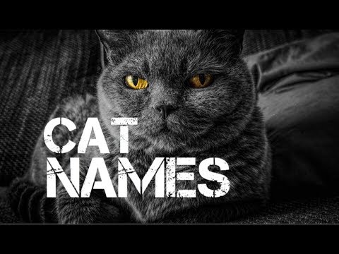 female Cat names starting with x