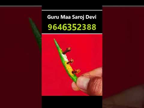 वशीकरण एक घंटे में !