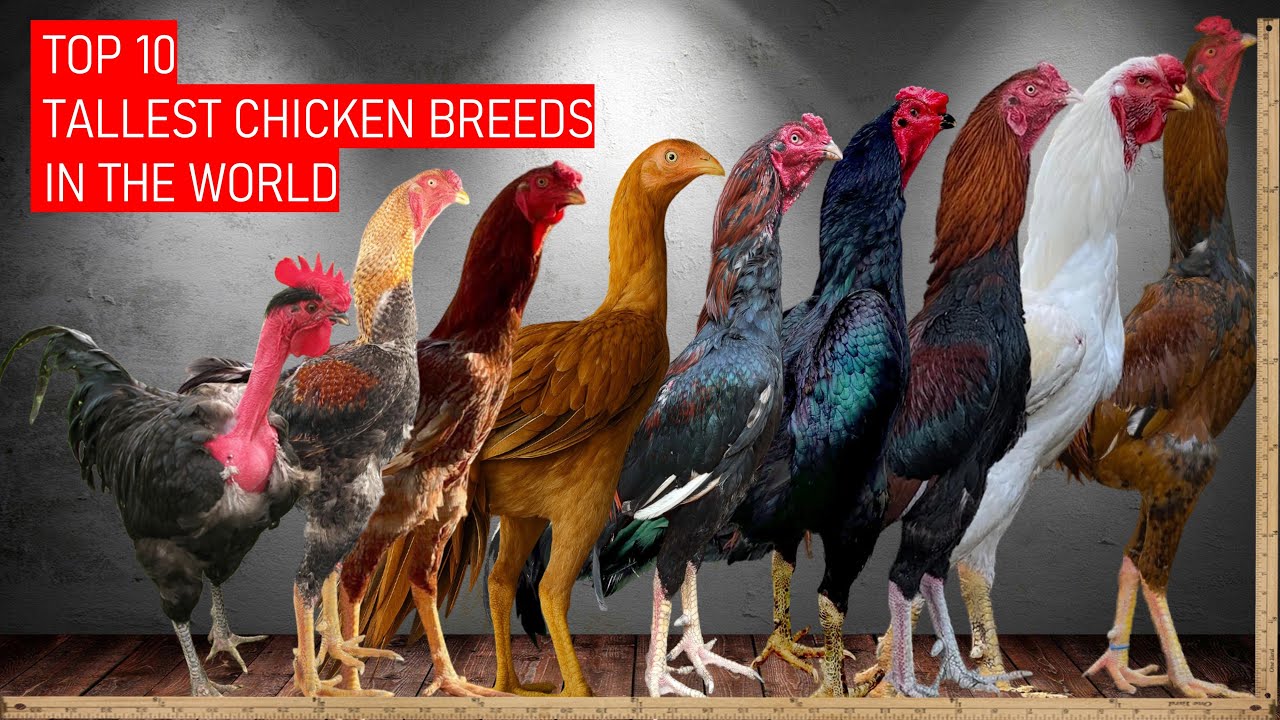 Top 10 Tallest Chicken Breeds in the World