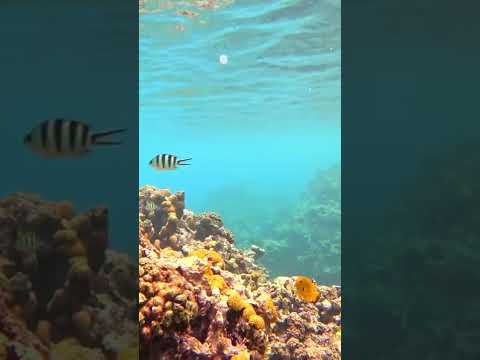 La Digue - Seychelles full 4K video is out