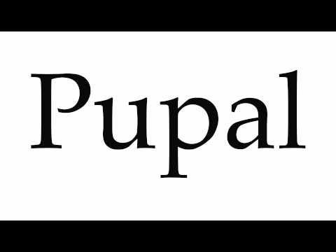 How to Pronounce Pupal