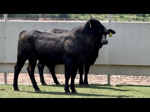 Bred F1 Brangus - J&J Cattle Co