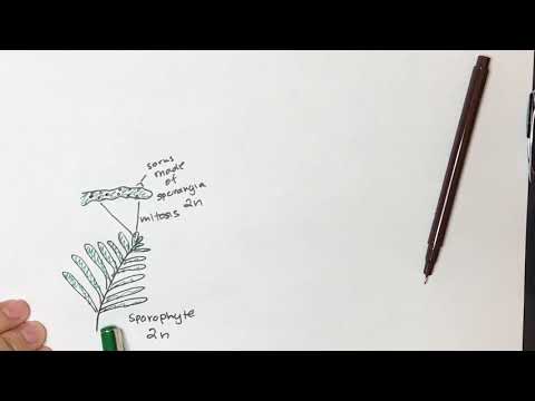 Fern life cycle
